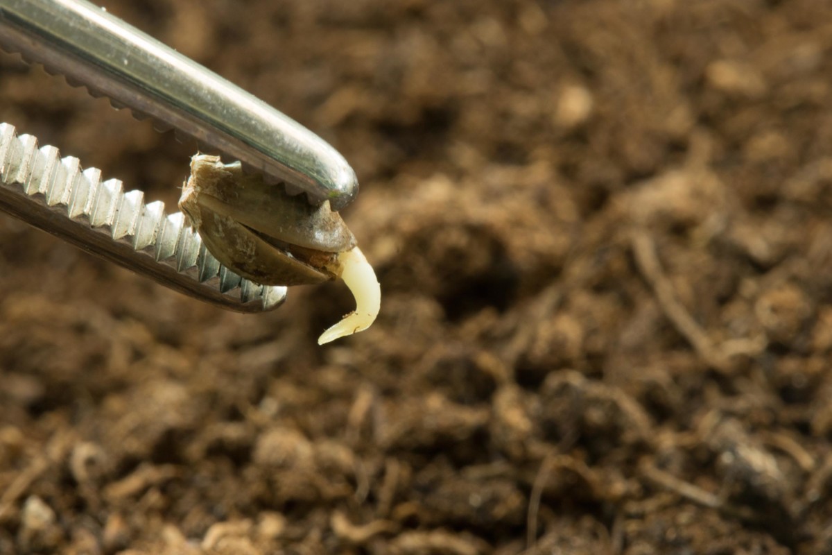 Delta Operations - DELTA AG